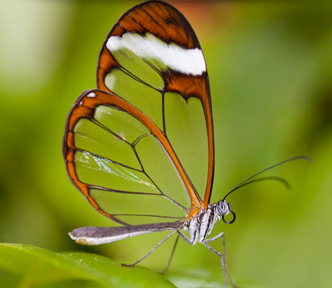 5 animales transparentes que existen en el reino animal.