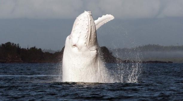 Animales albinos que encontrarás en la naturaleza