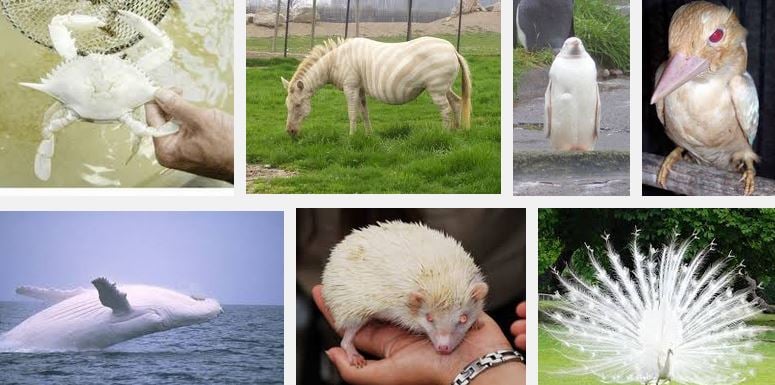 Animales albinos que encontrarás en la naturaleza