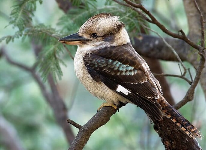 Pájaro kookaburra.