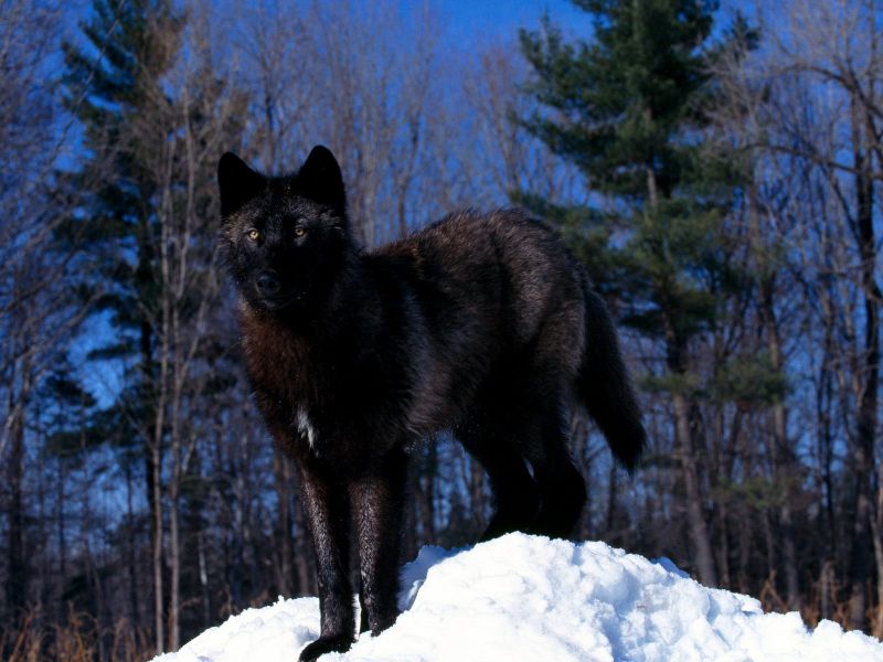 El lobo de Alaska