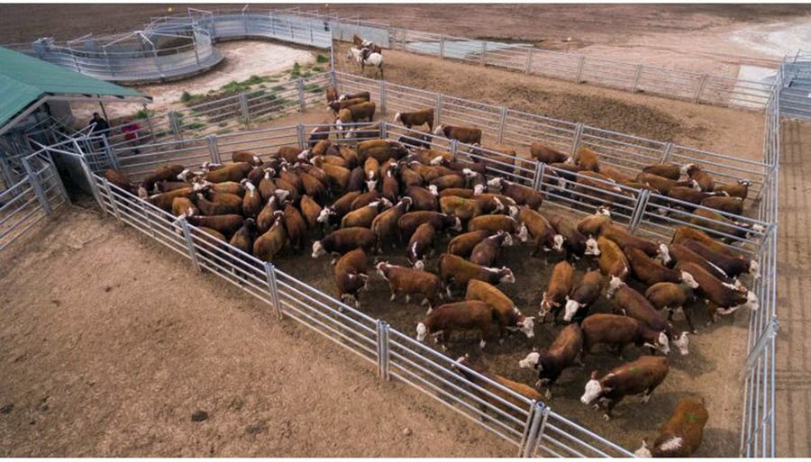 Corrales para bovinos