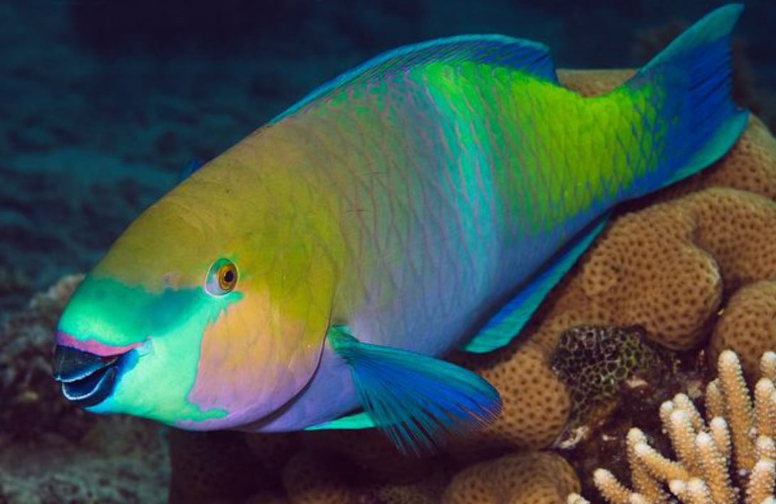 Los 5 peces más bonitos