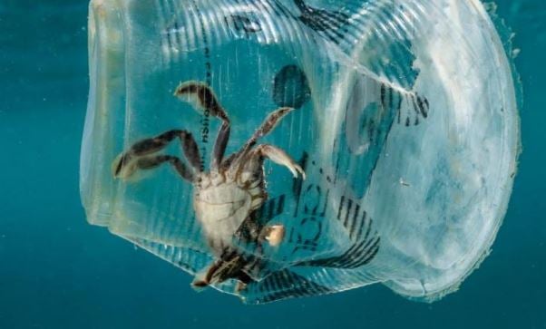 Alternativa para ayudar a limpiar los oceanos.