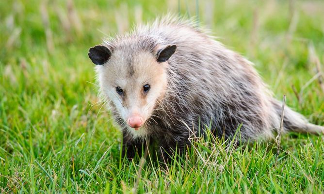 Zarigüeya un marsupial muy dormilón.