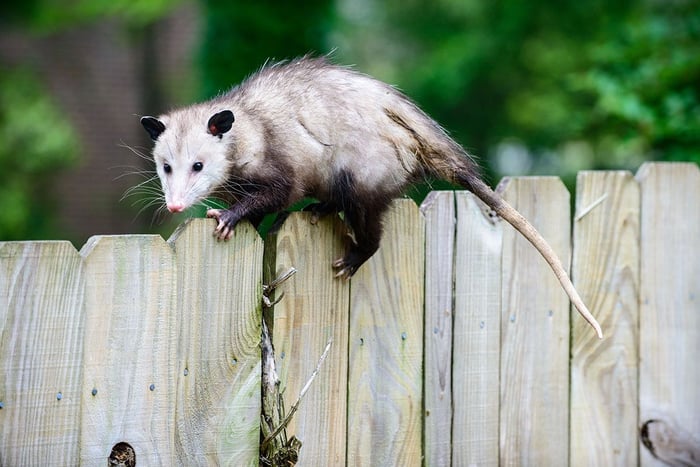 Zarigüeya un marsupial muy dormilón.