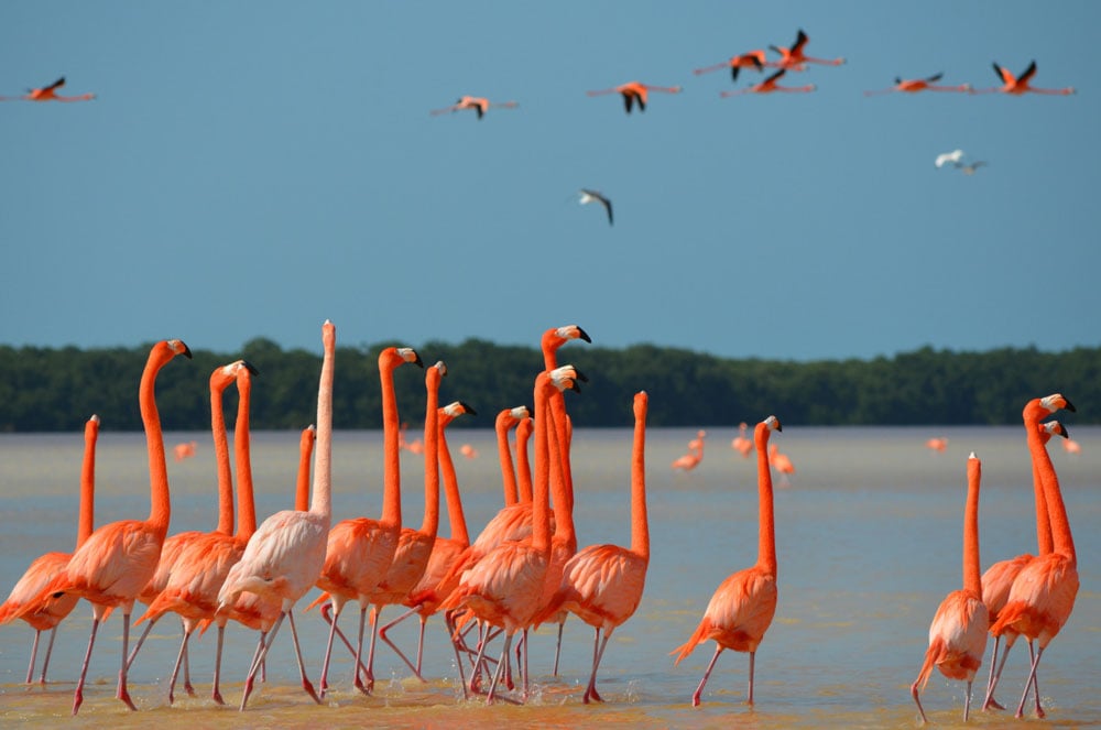 Asombrosos flamingos.