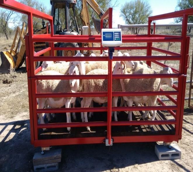 ¿Qué son las básculas ganaderas?