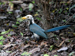 La chara yucateca el ave con plumaje en forma de capa azul.