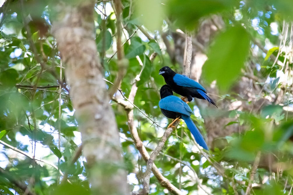 La chara yucateca el ave con plumaje en forma de capa azul.