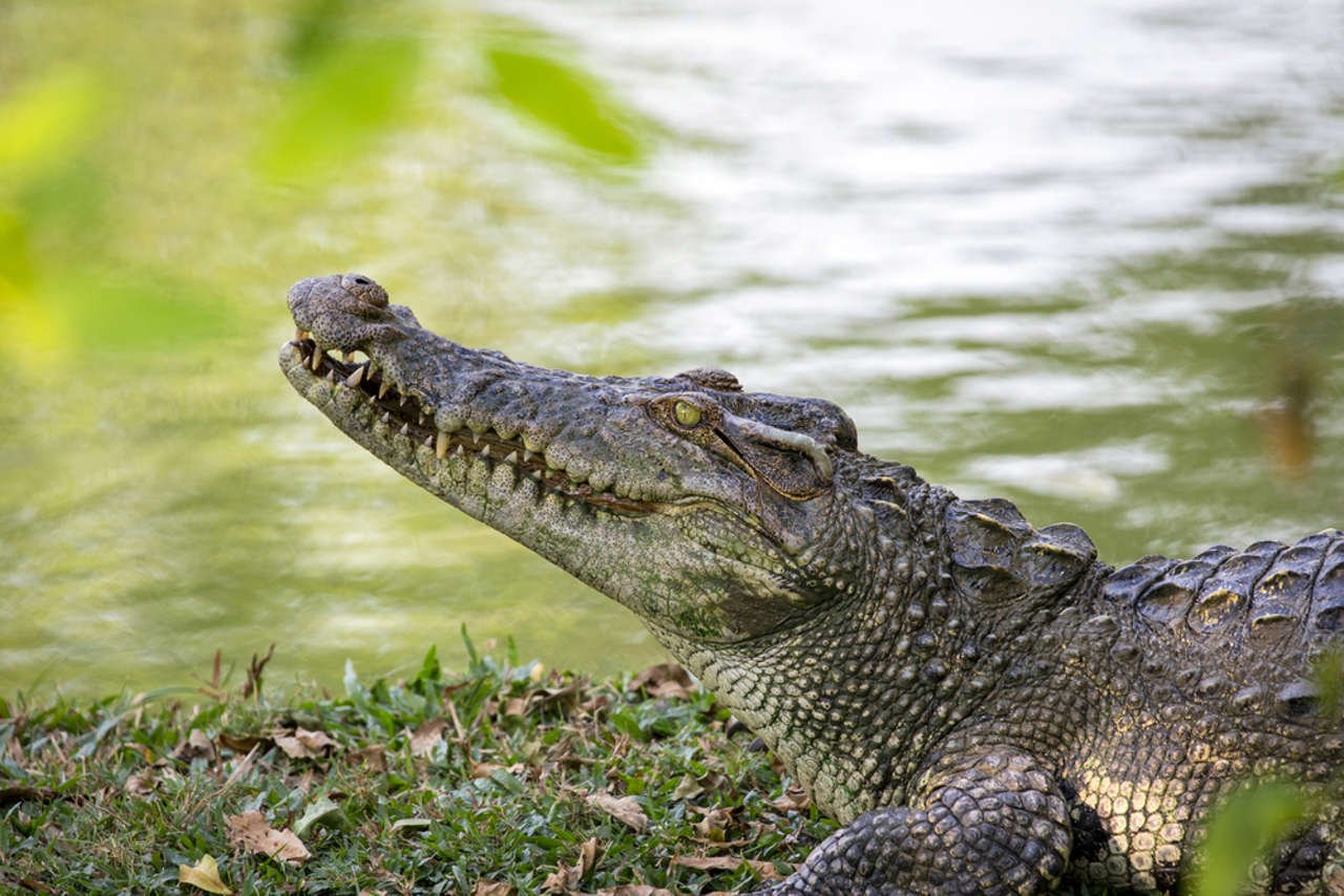 Diferencia entre caimanes y cocodrilos.