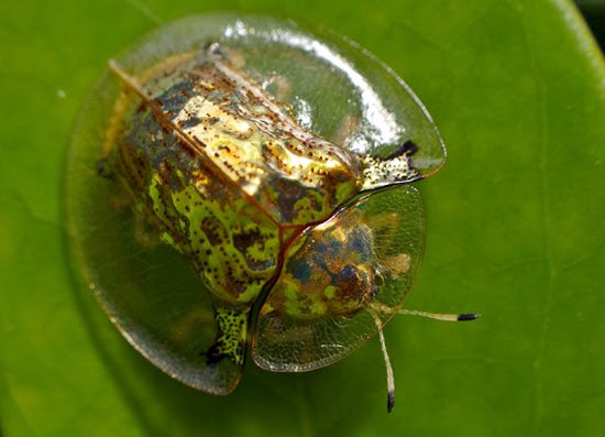 5 animales transparentes que existen en el reino animal.
