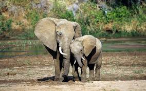 El nacimiento de un elefante.