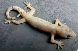 Animales propios de la región yucateca.