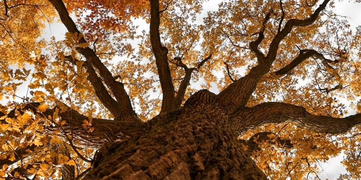 Usos Medicinales del Roble.