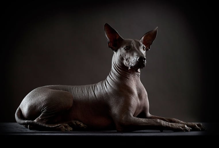 Xoloitzcuintle, la joya Azteca