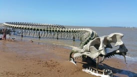 Serpent D’ocean.