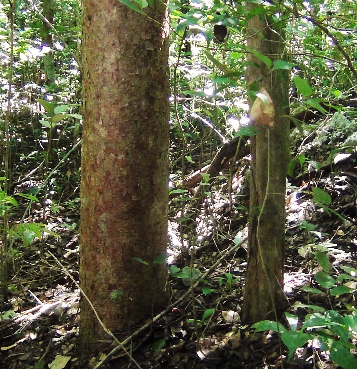 La leyenda maya de los árboles hermanos, el Chechén y el Chacá