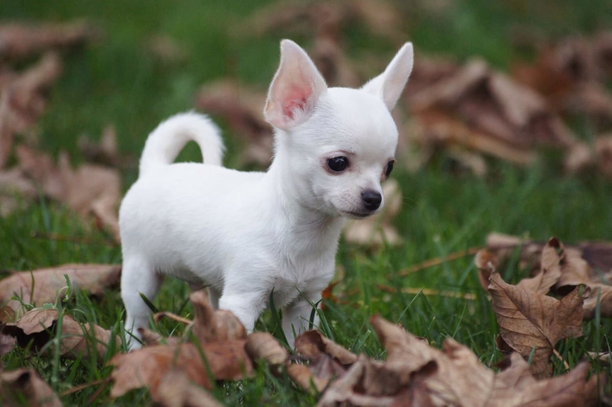 10 datos importantes sobre los perros chihuahueños.