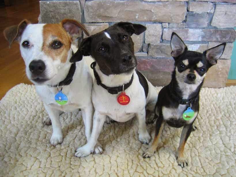 Tipos de placas de identificación para mascota.