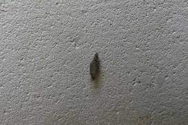 Los kamitetep son insectos que crecen en las paredes de tu casa.