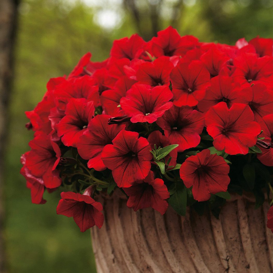 Surfinias, las flores que le darán vida a tu jardín.