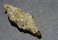 Los kamitetep son insectos que crecen en las paredes de tu casa.