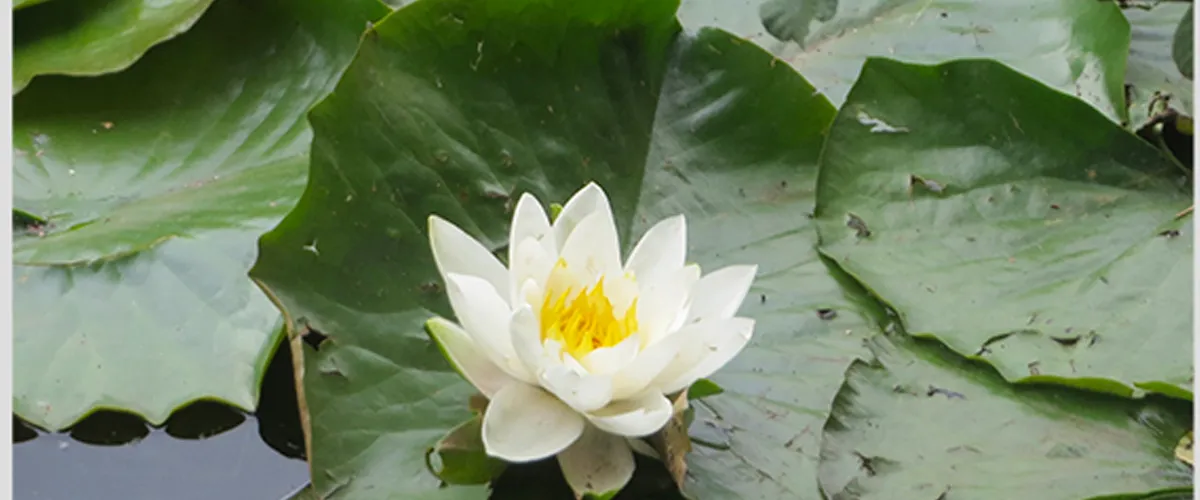 La leyenda maya de los árboles hermanos, el Chechén y el Chacá